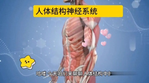 人体结构神经系统:《一》中枢神经
