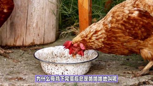 为什么母鸡下完蛋总是咯咯咯的叫呢?