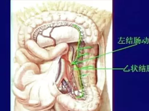 正常人体解剖学0022.动脉(二)