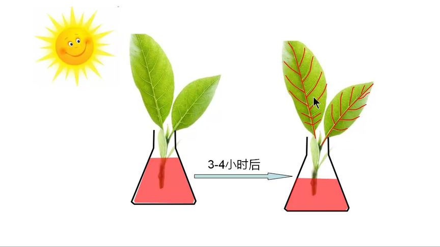 初中生物原创微课视频 七上 12 植物体对水分的吸收和运输
