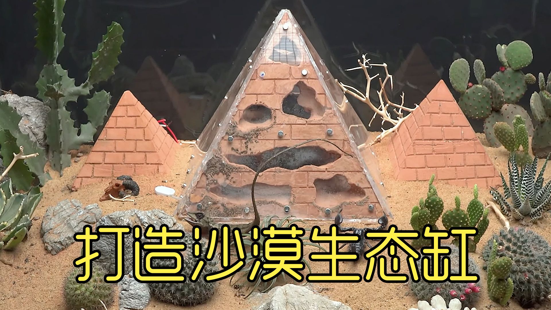 打造沙漠生态缸,给各种动物昆虫一个沙漠新家,倒霉的是它