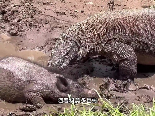动物一旦被科莫多巨蜥咬伤,最终都难逃被吃掉的命运!