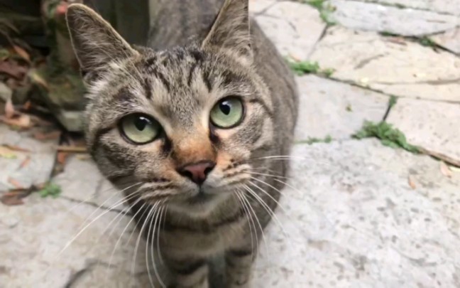 见过这么会撒娇的狸花猫吗?