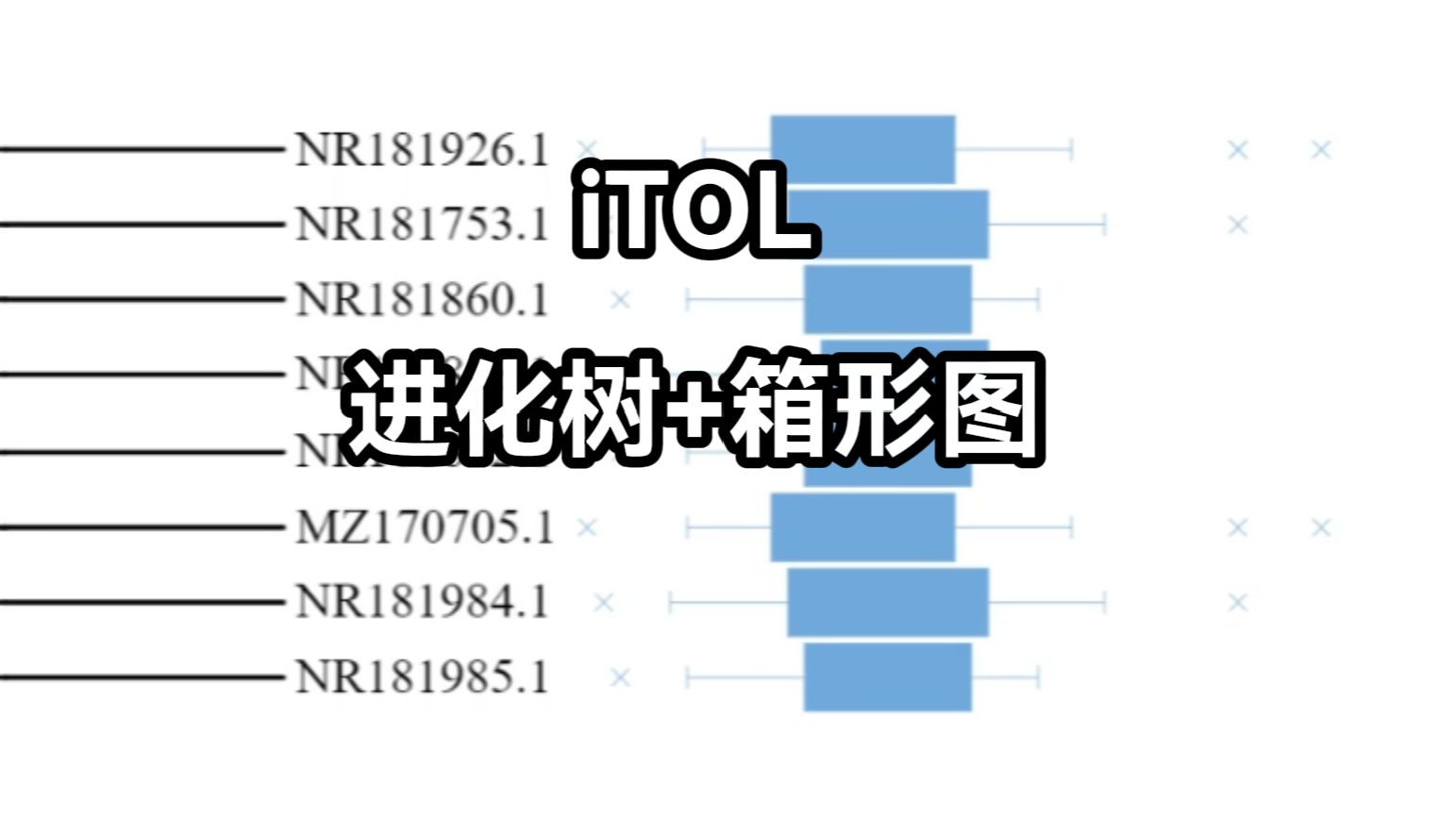 【iTOL】画进化树+箱形图组合图