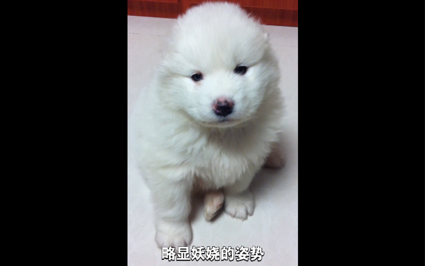 #熊猫的成长回忆#和熊猫的初次见面,他才41天,又小又肉,爱睡觉,爱...