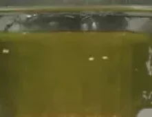 生物选修一实验视频:胡萝卜素的提取