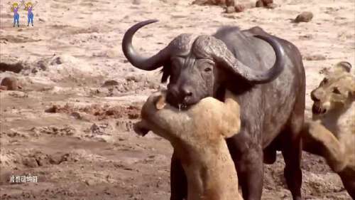 牛二单挑雄狮反遭围猎!兽群联手瞬间惊呆全场