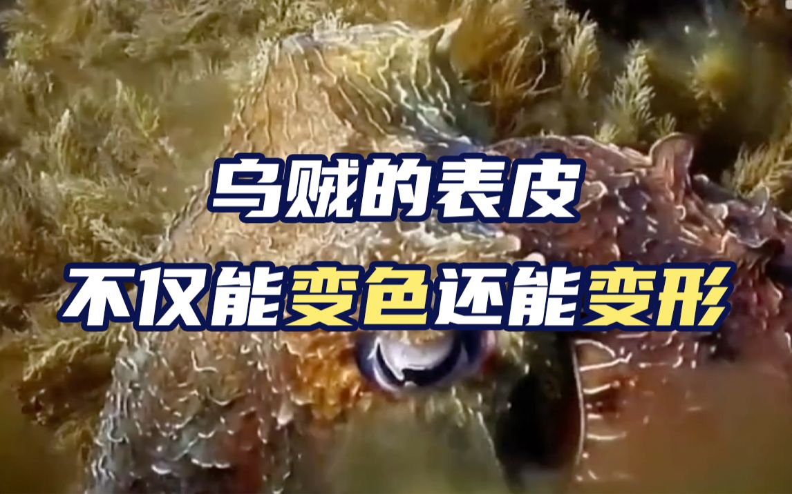 神奇!乌贼表皮变形就像人起鸡皮疙瘩