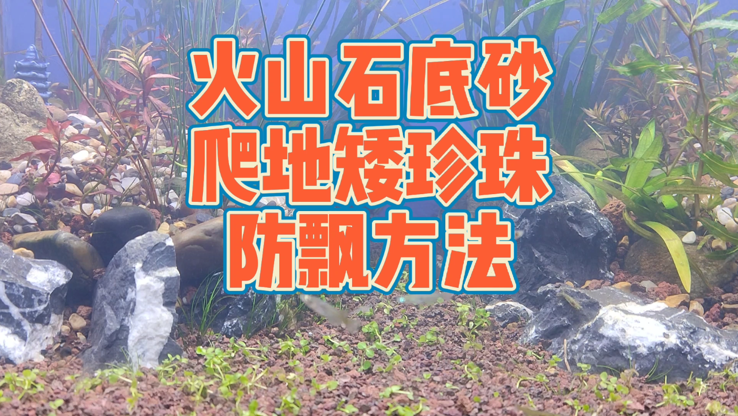 ...火山石颗粒做鱼缸底砂,栽种水草易飘的原因,火山石底砂种植爬地矮...
