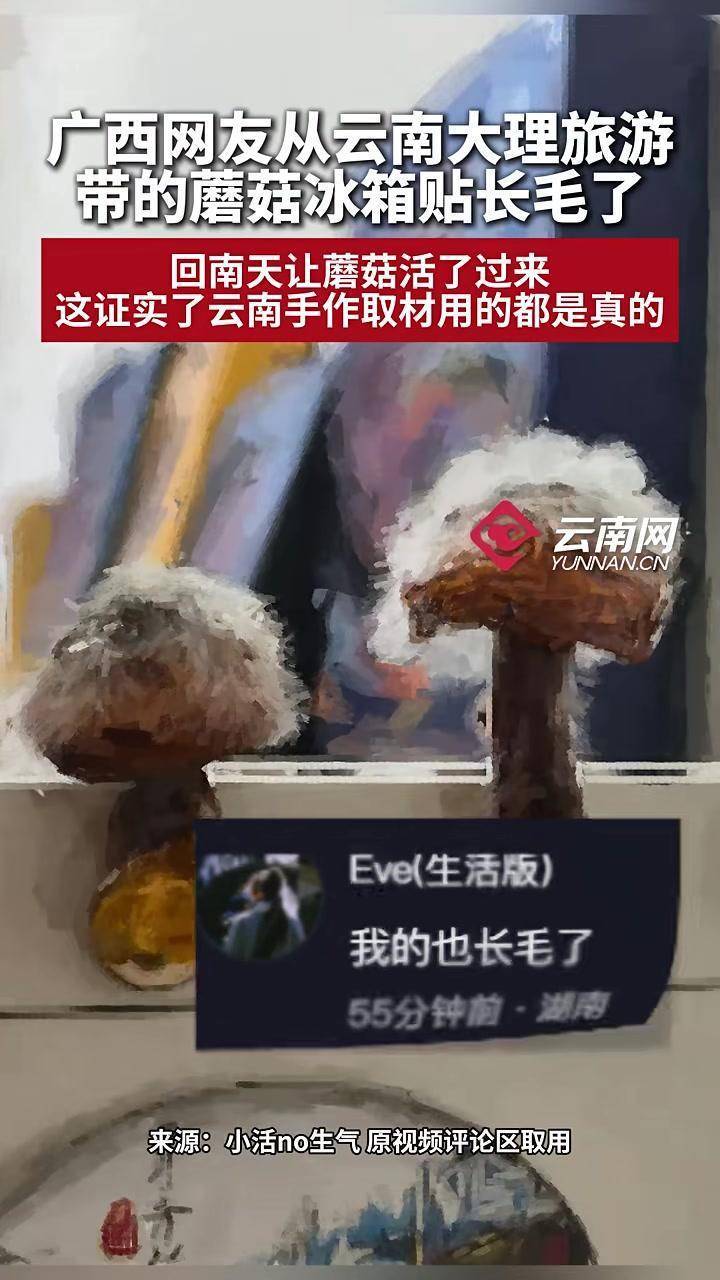 广西网友从云南大理旅游带的蘑菇冰箱贴长毛了!回南天让蘑菇活了...