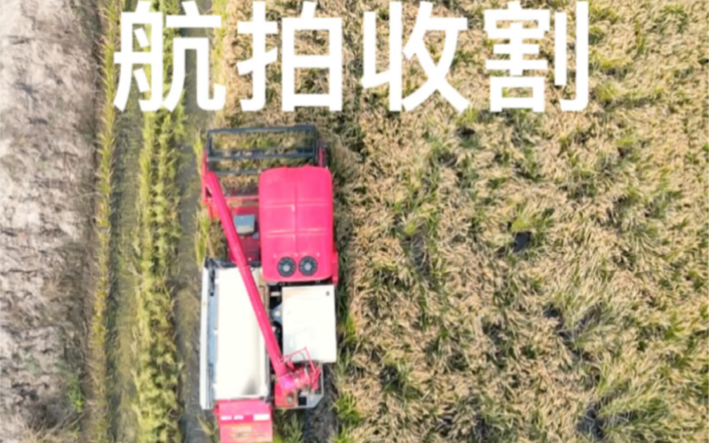 别人亩产1500斤以上,我这蟹田大米亩产才1300多斤!