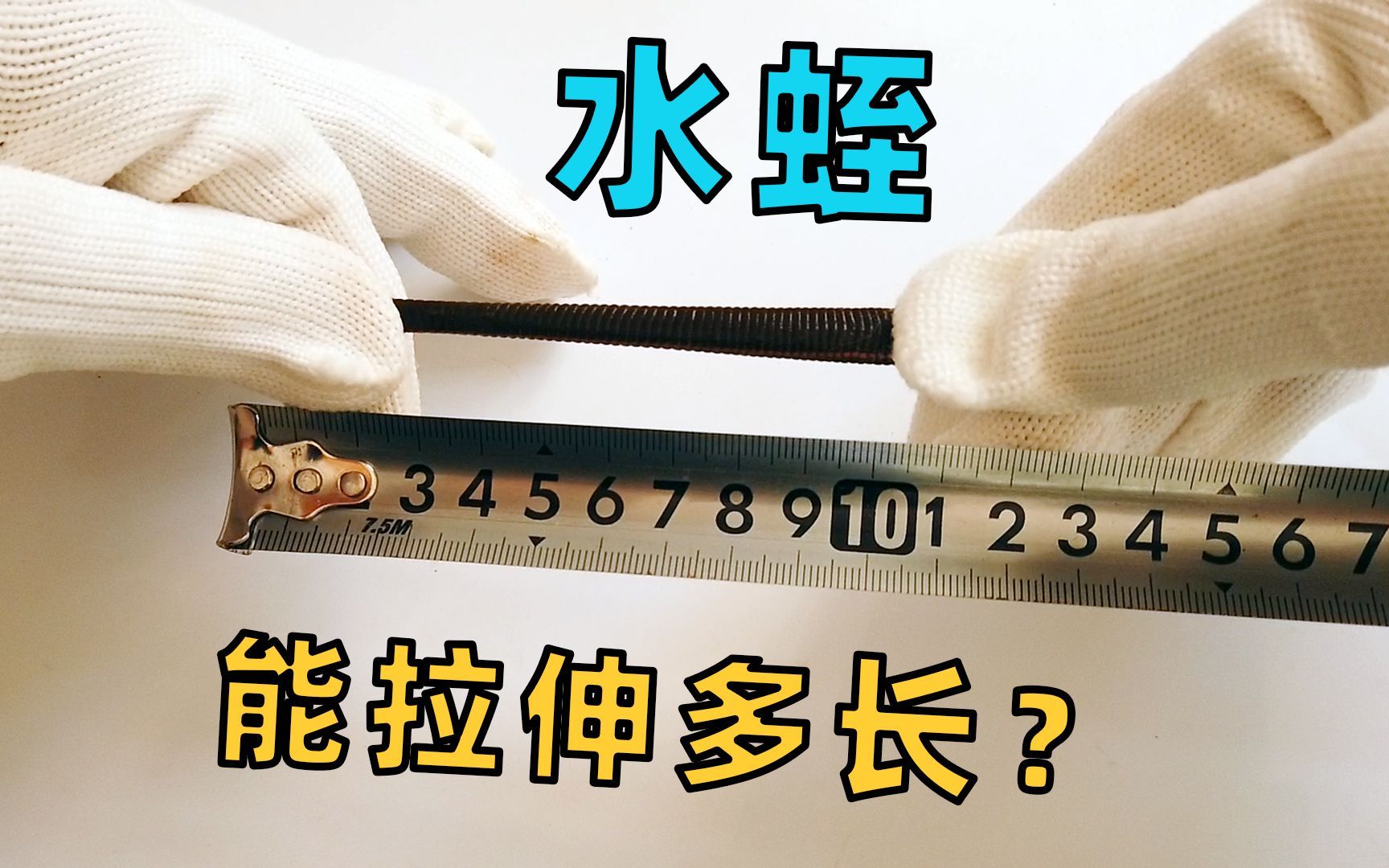 【实验】水蛭能拉伸多长?结果有些不可思议