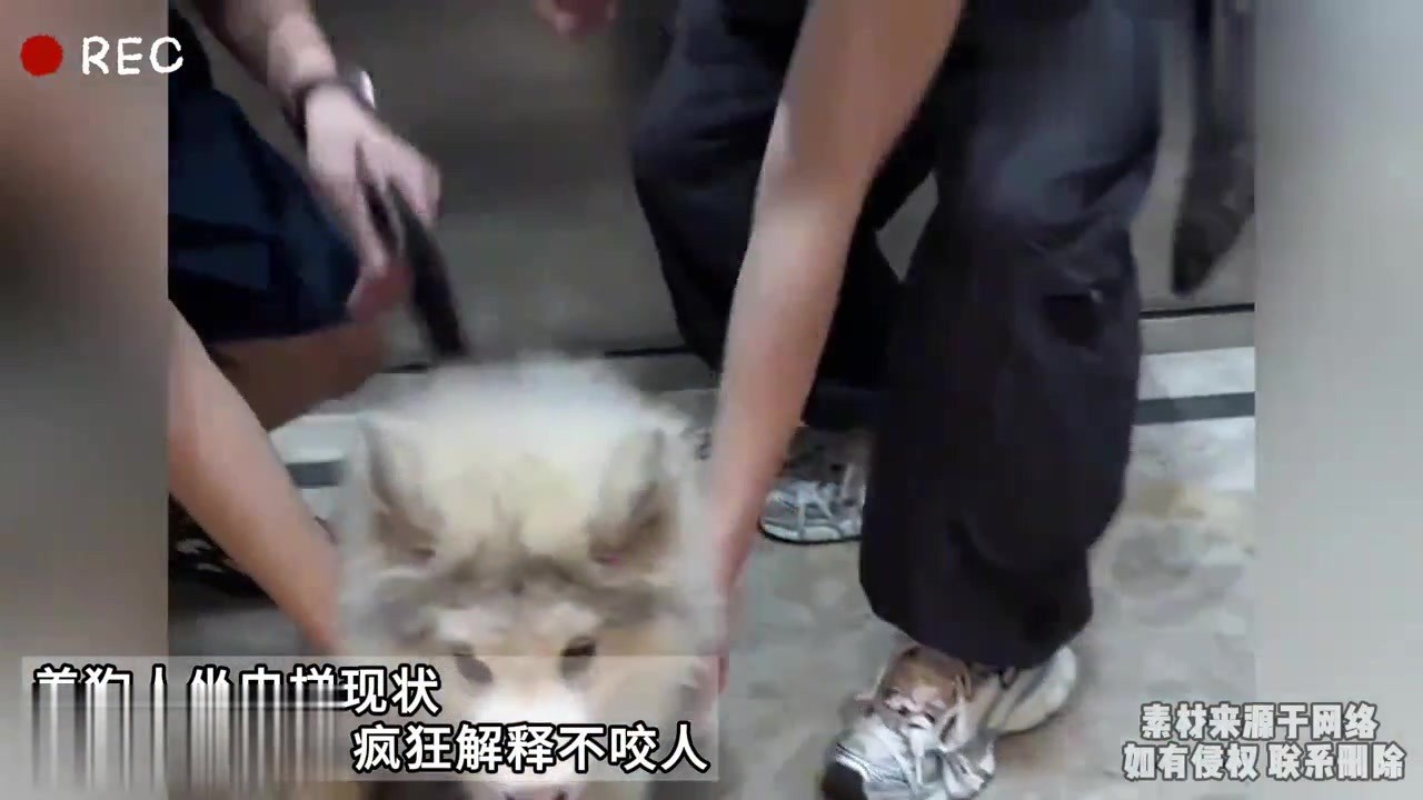 养狗人坐电梯现状手忙脚乱抓狗疯狂解释不咬人