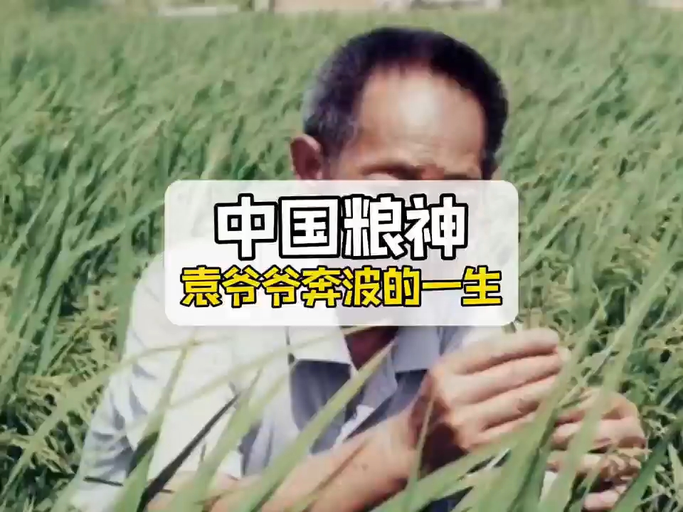 中国粮食,袁爷爷的一生! "袁花花守护稻田 "致敬袁隆平中国杂交水稻之...