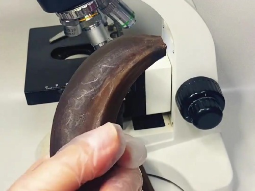 在显微镜的透视下,哪些细节悄悄改变我们的认识?