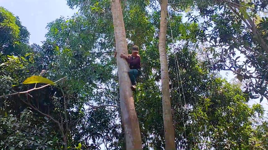 伐木工人砍伐树木的过程