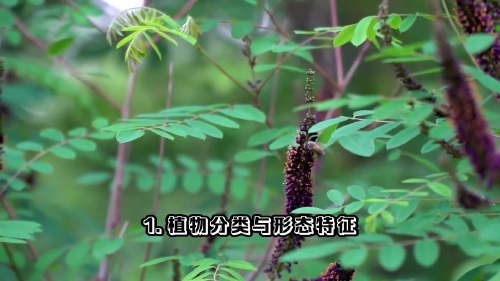 紫穗槐是乔木还是灌木