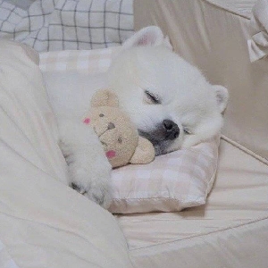 周粥粥粥呢 