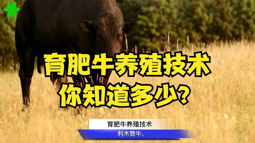 育肥牛养殖技术 你知道多少?