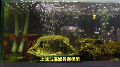 上滤与底滤对比:如何选择适合的鱼缸过滤系统?