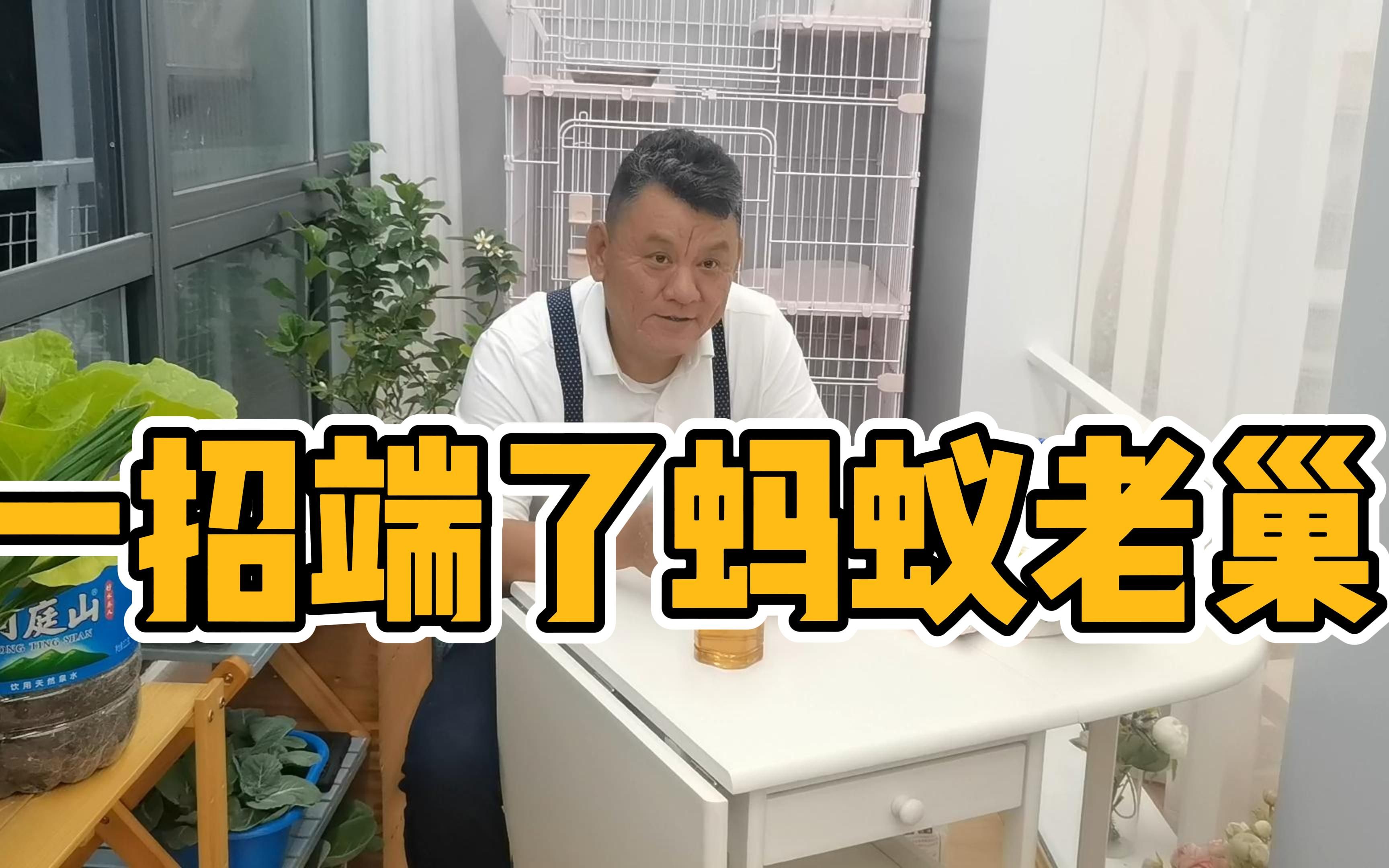 自制蚂蚁药!一锅端了蚂蚁老巢!