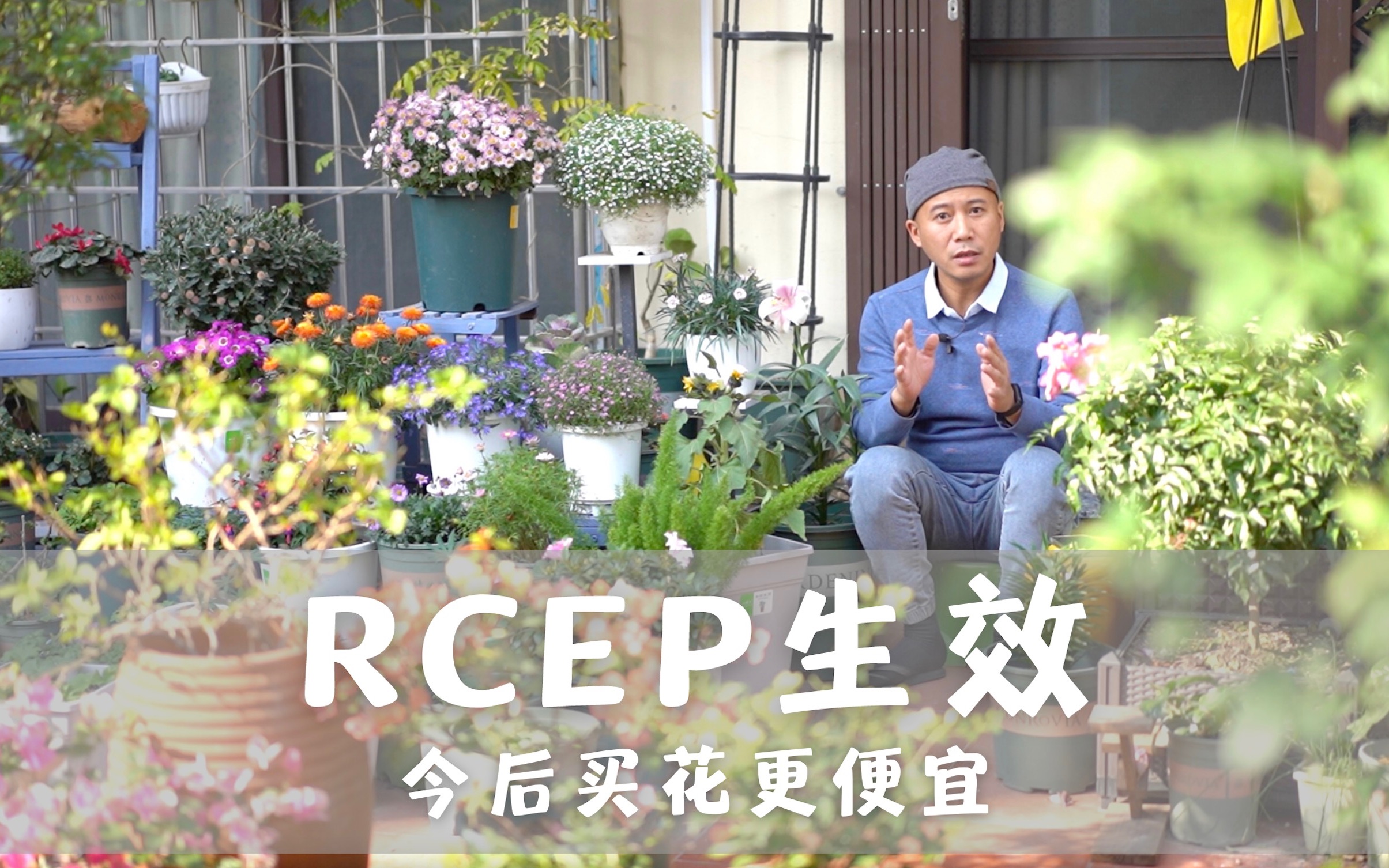 RCEP生效,今后买花更便宜,中国园艺企业迎来大机遇