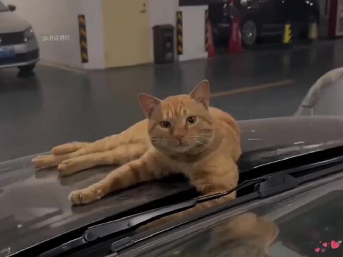 盘点那些懂事的猫咪治愈系小猫原来你是这种小猫咪盘点