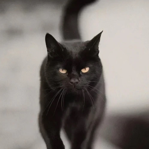 ねこ猫少 