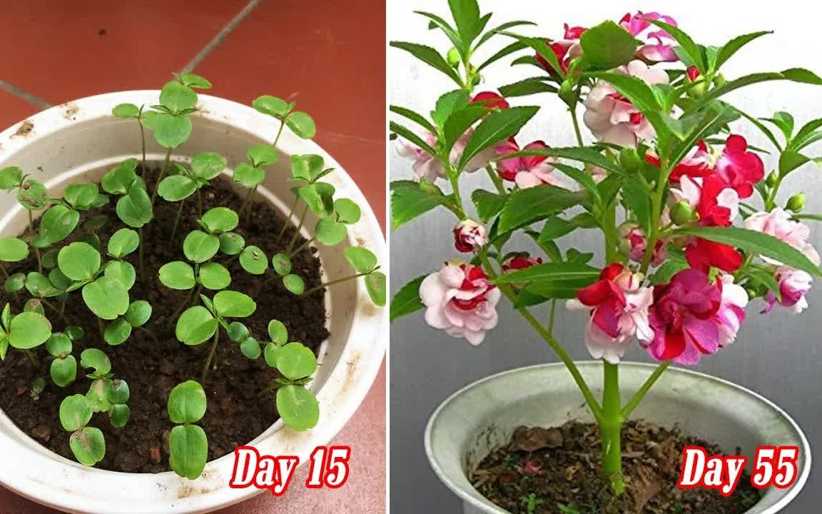 凤仙花种子的种植方法,这些要点必须记住