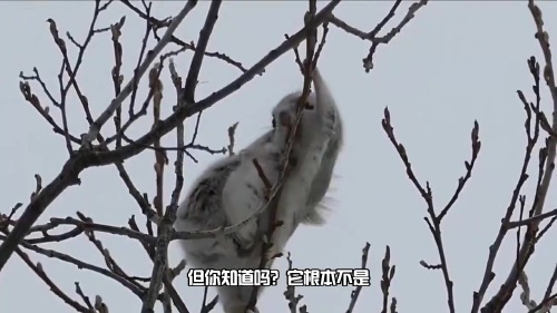 寒号鸟真名叫什么