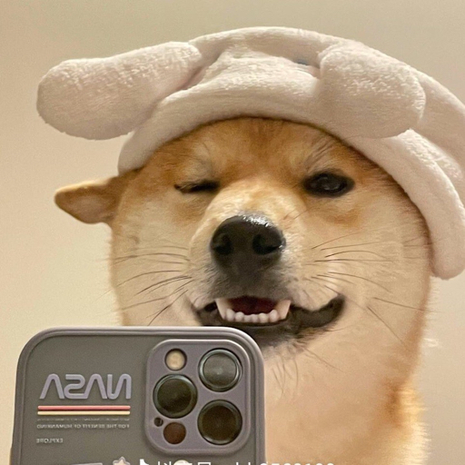 胖猫网络 