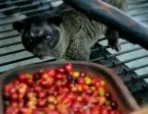 猫屎咖啡真的和猫的便便有关吗? 看完生产流程, 你还忍心喝吗?