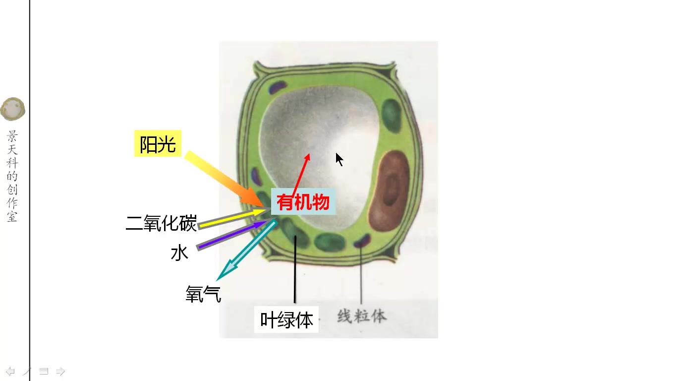 初中生物原创微课视频 七上 期末综合复习6 光合作用1