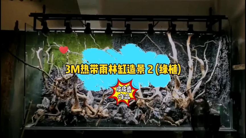 3M热带雨林缸造景,铺设种植苔藓,凤梨和热带蕨类植物,