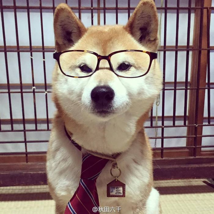 董乐马 