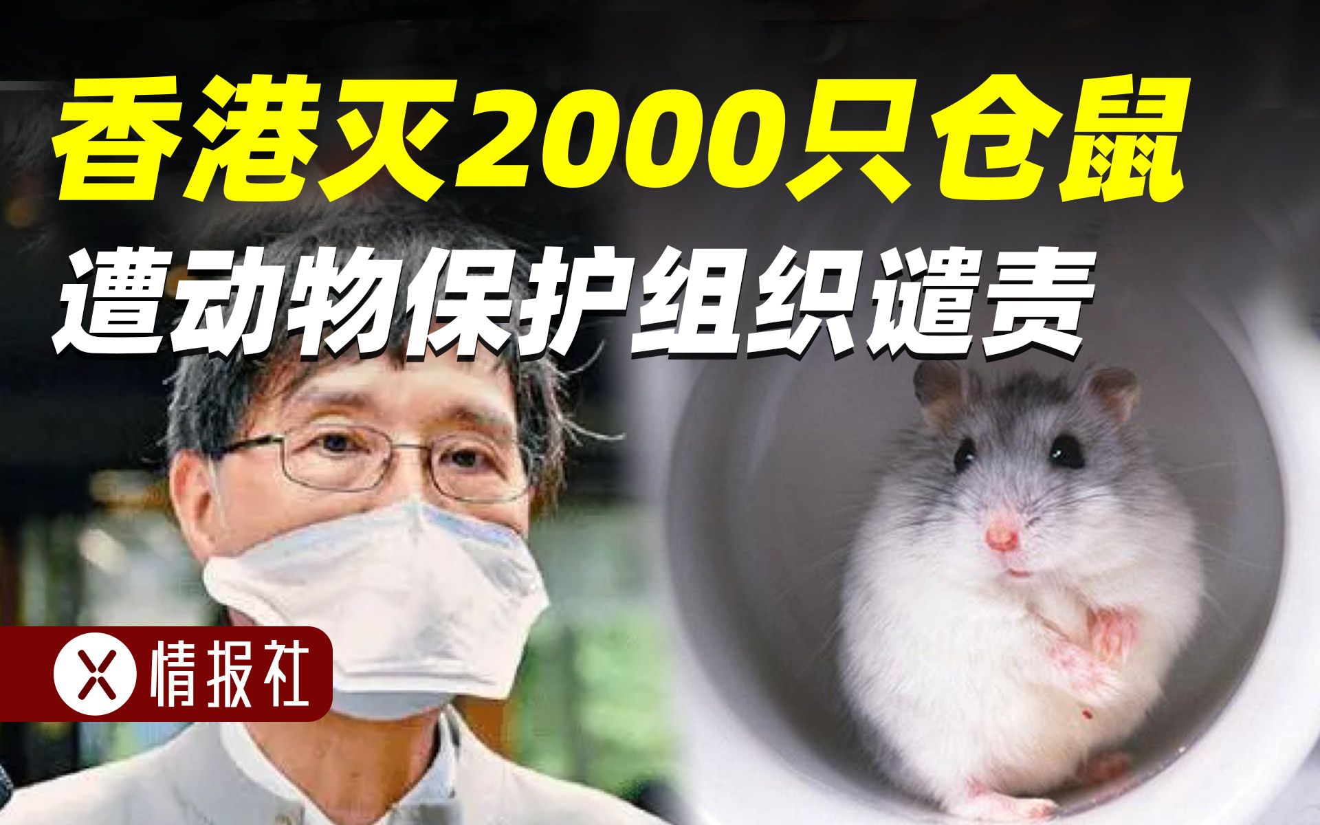 香港2000只涉疫仓鼠面临人道毁灭,动物保护者急了:灭绝人性!
