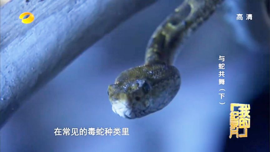 在中国毒蛇排行榜上,竹叶青才排第九,那排在第七名的是哪一种?