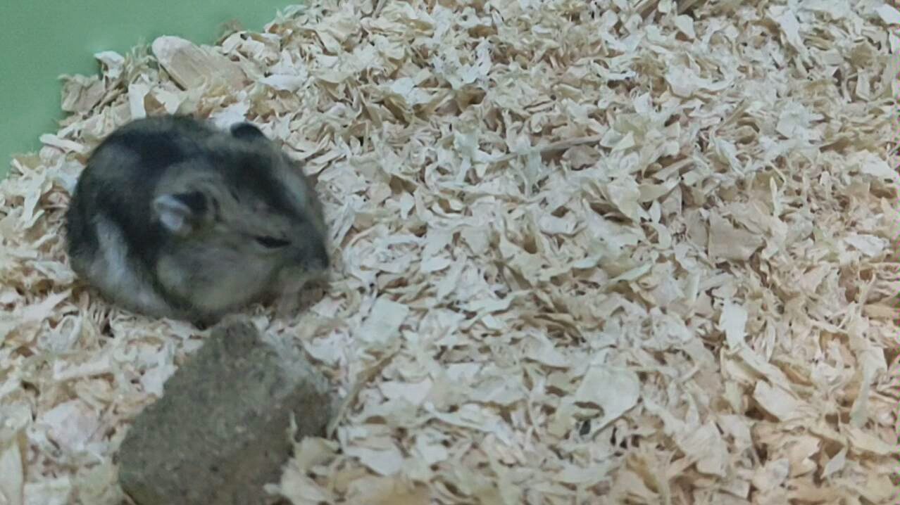 仓鼠三三,终于会用厕所啦!