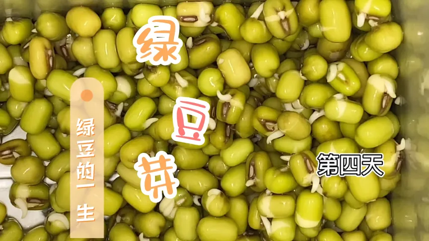 水泡绿豆,记录一周内绿豆的发芽过程