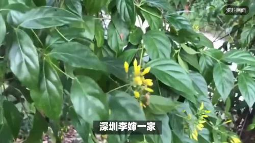 误食断肠草,夫妇中毒险丧命!