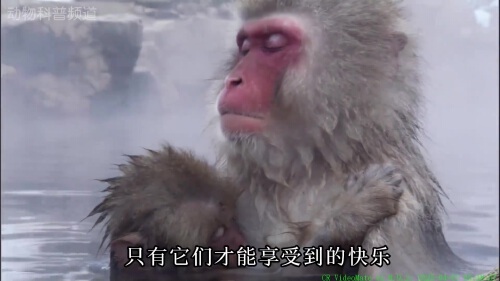 猴哥温泉放松享受,秒表计时每一秒的舒适