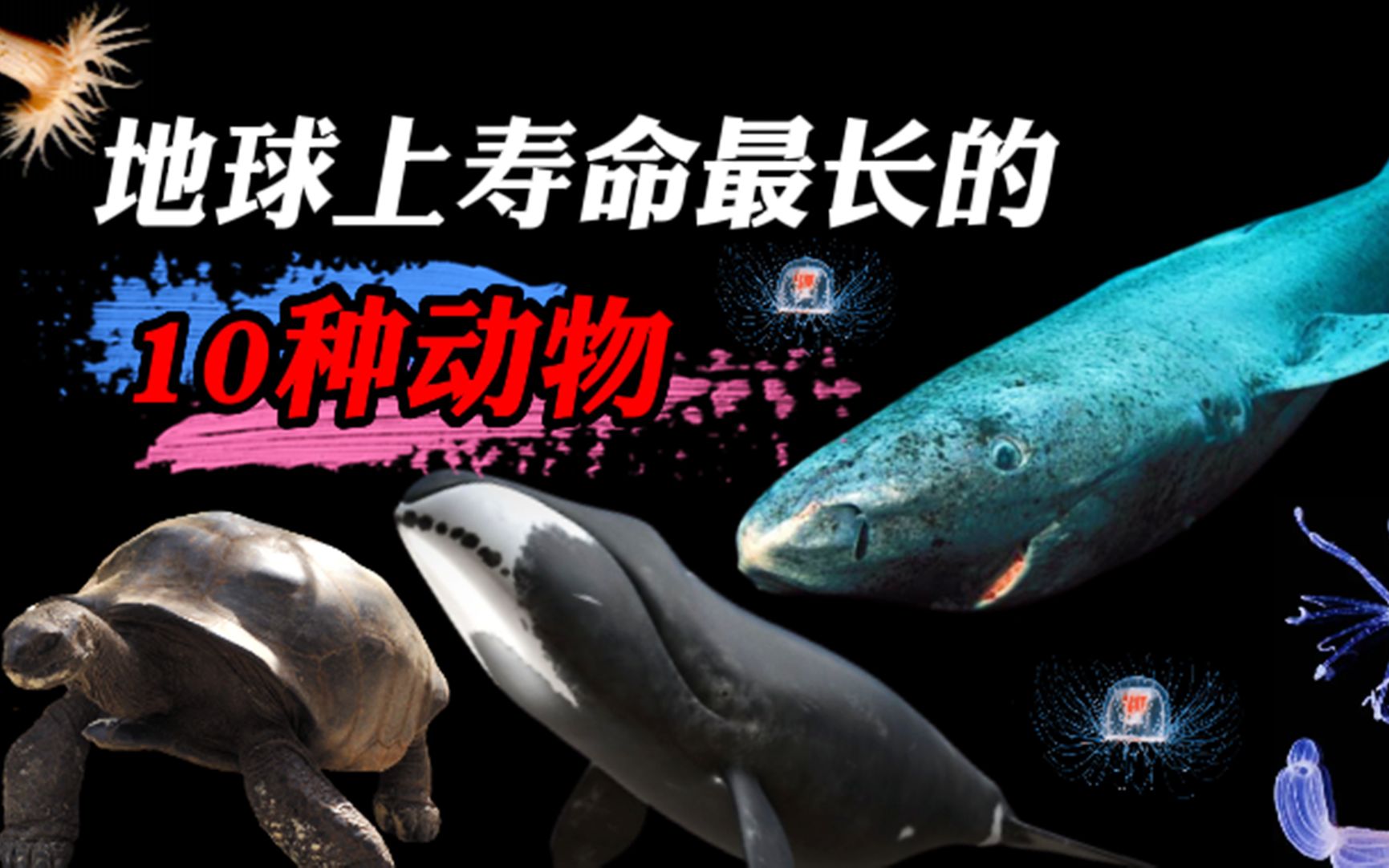 地球上寿命最长的10种动物,你见过真正的不死之身吗?