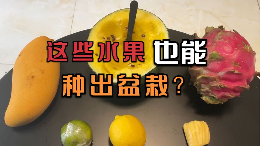 种植水果盆栽挑战,种芒果的时候我无语了