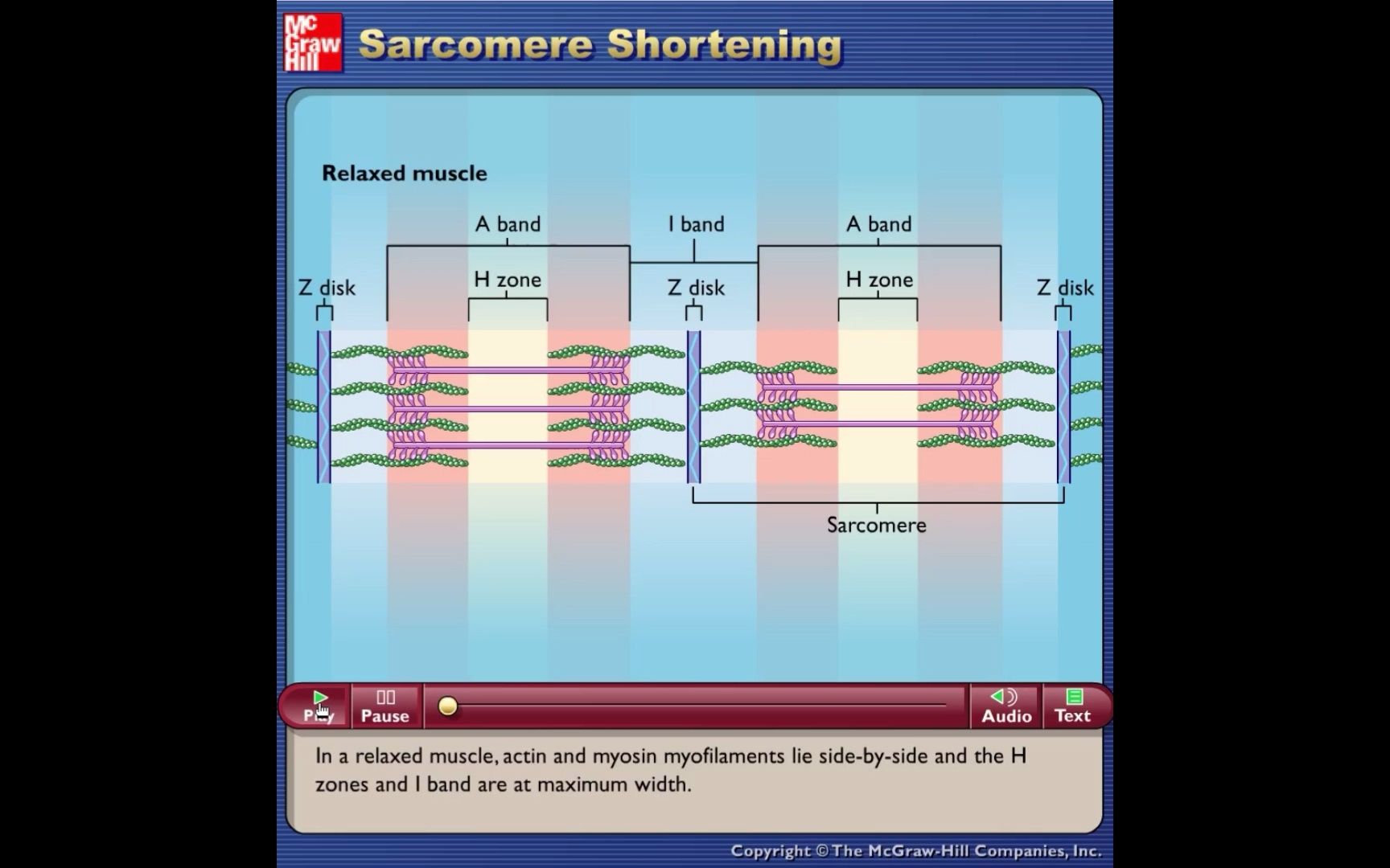 肌节缩短-Sarcomere Shortening-动画