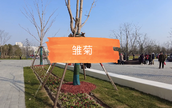 常见园林植物——雏菊