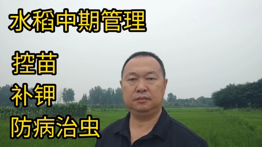 水稻中期管理4件事,控苗、补钾、防病、治虫,做好就有产量保证