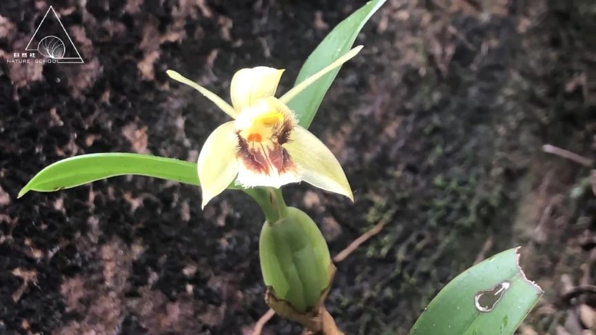 菜鸟认植物173 | 流苏贝母兰:哈!流苏的“珍珠母”