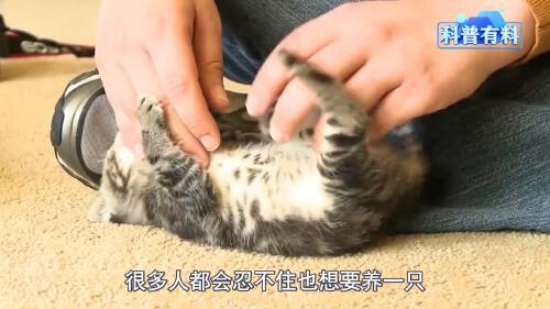 科普:如果被宠物咬伤,我们应该怎么办?