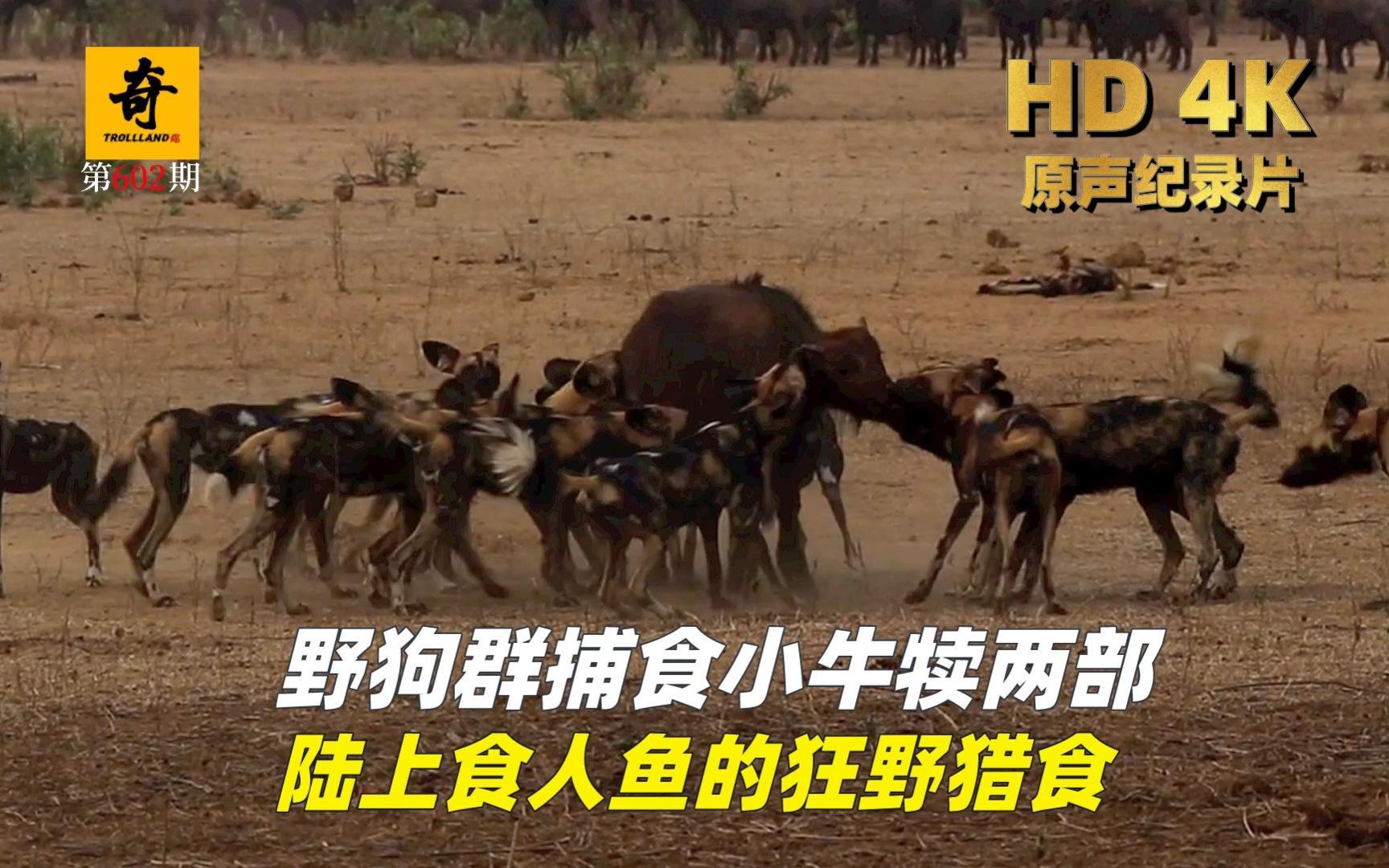 高清原声纪录片,野狗群捕食小牛犊两部,身临其境陆上食人鱼的狂野猎食