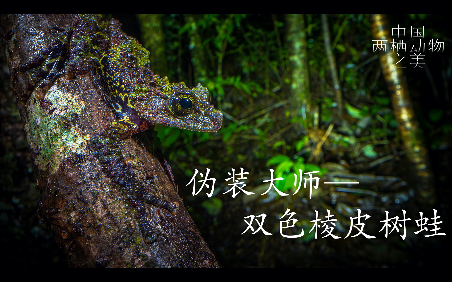 中国两栖动物之美|伪装大师——双色棱皮树蛙